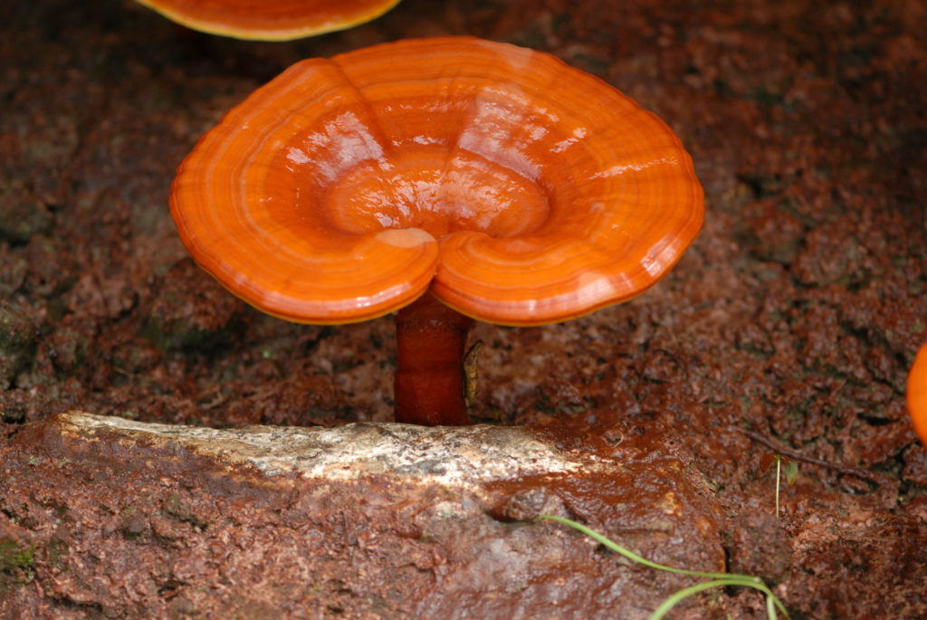 The Many Names of Ganoderma - ORGANO™ Official Blog