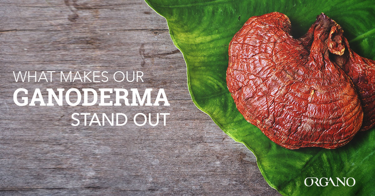 5 Fascinating Facts You Should Know About Our Ganoderma