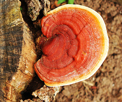 Ganoderma Education - ORGANO™ Official Blog