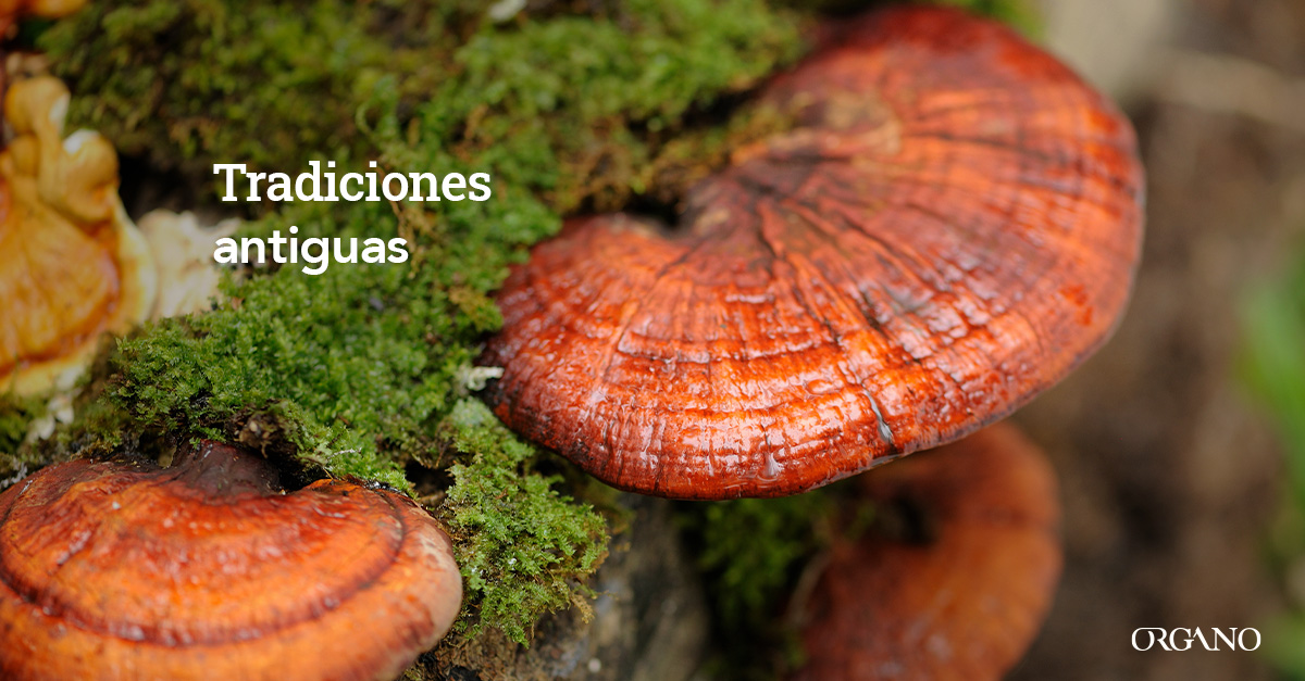 El papel de los hongos en la medicina tradicional - ORGANO™ Official Blog